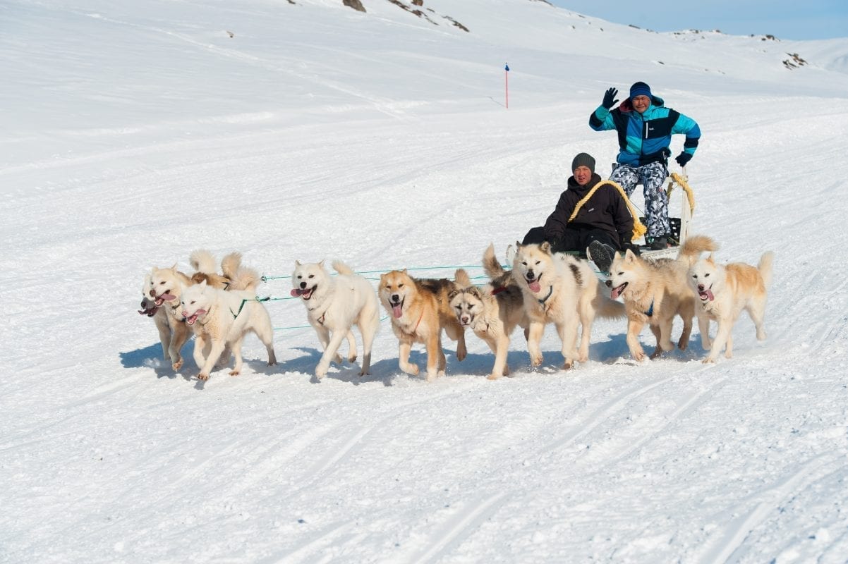 Dog sleds - the ultimate Greenland experience - Greenland Travel