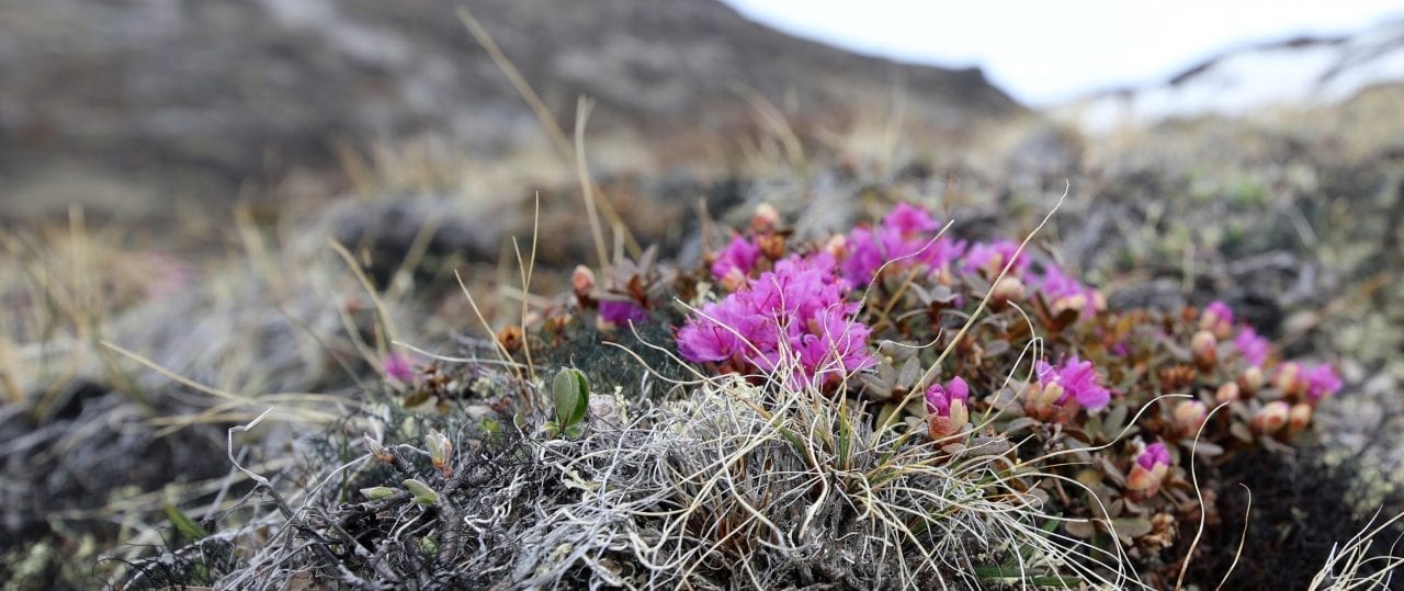 Spring in Greenland - Greenland Travel